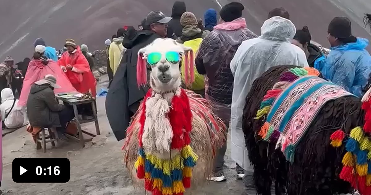 This llama has more drip than me lol - 9GAG