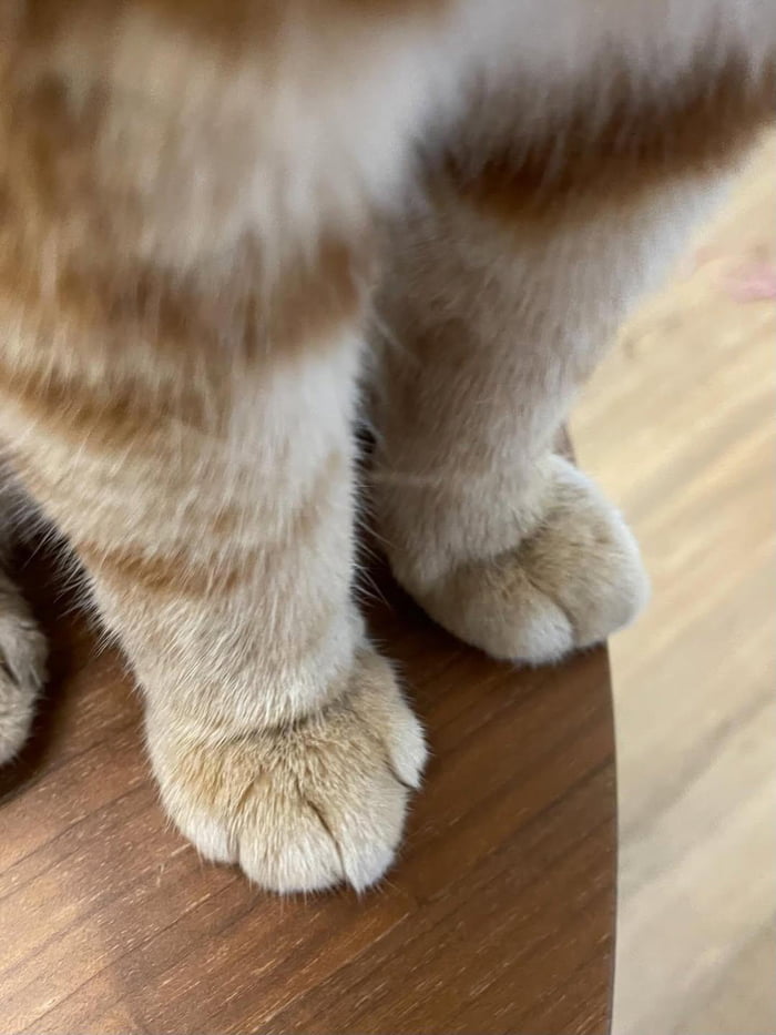 Cute little paws 🐾 - 9GAG