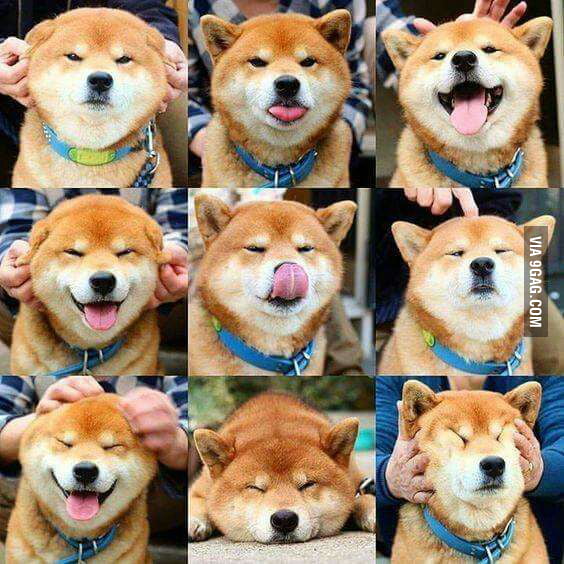 Your daily dose of Doge expressions - 9GAG