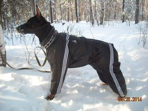 The dog of a true Slav - 9GAG