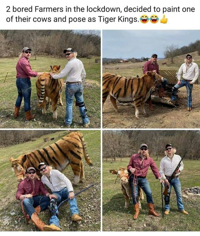 Tiger cow - 9GAG