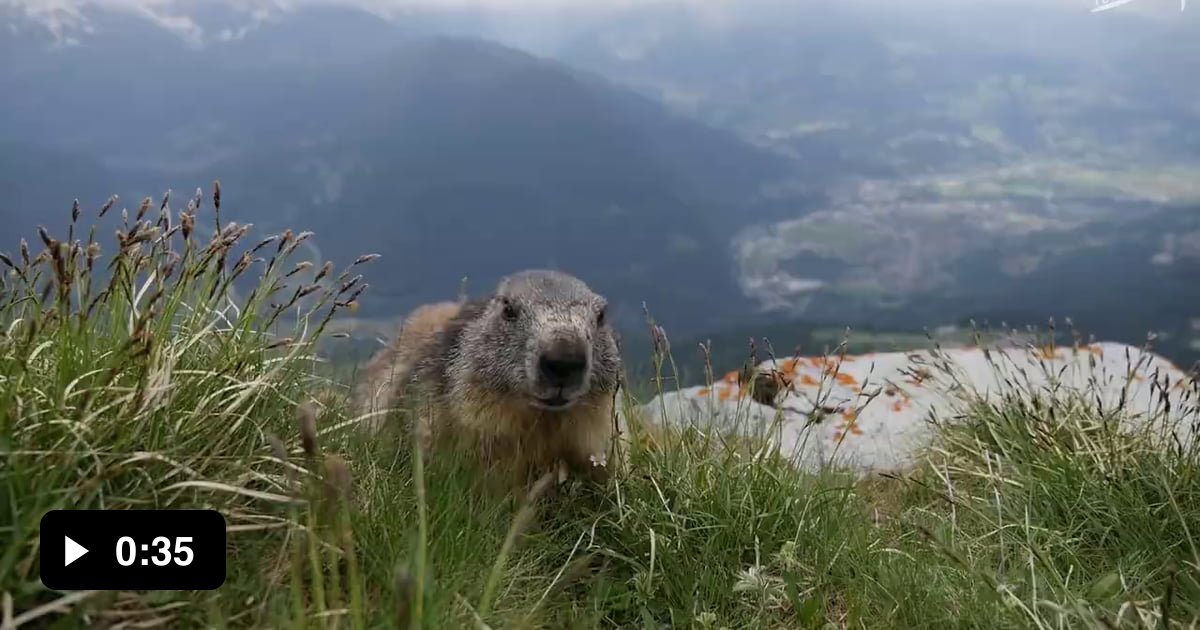 Marmot attack - 9GAG