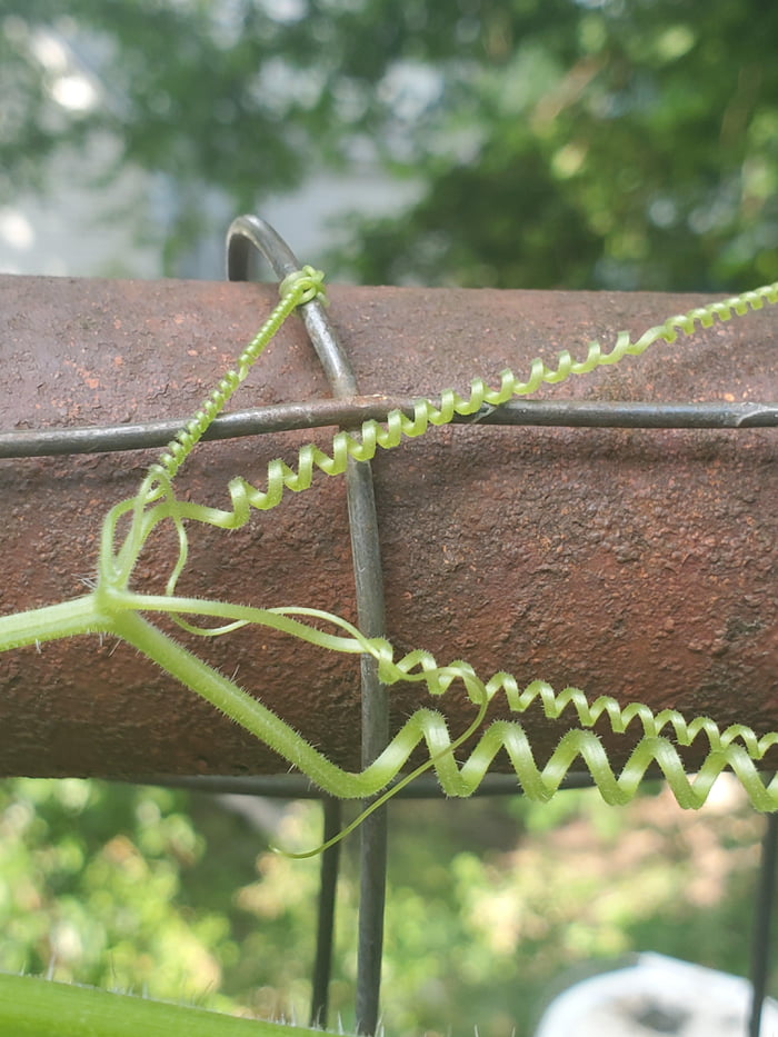 How this vine coils into perfect spirals - 9GAG