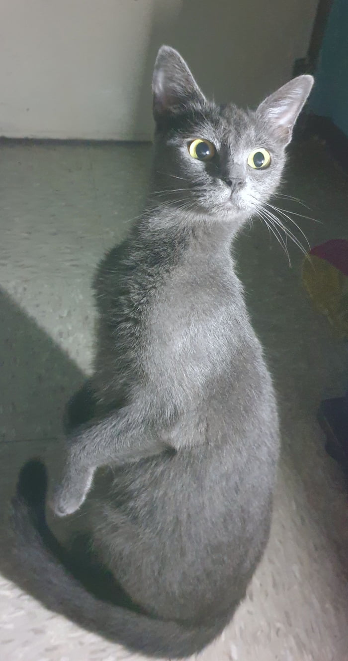 Say hi to my meerkat cat - 9GAG