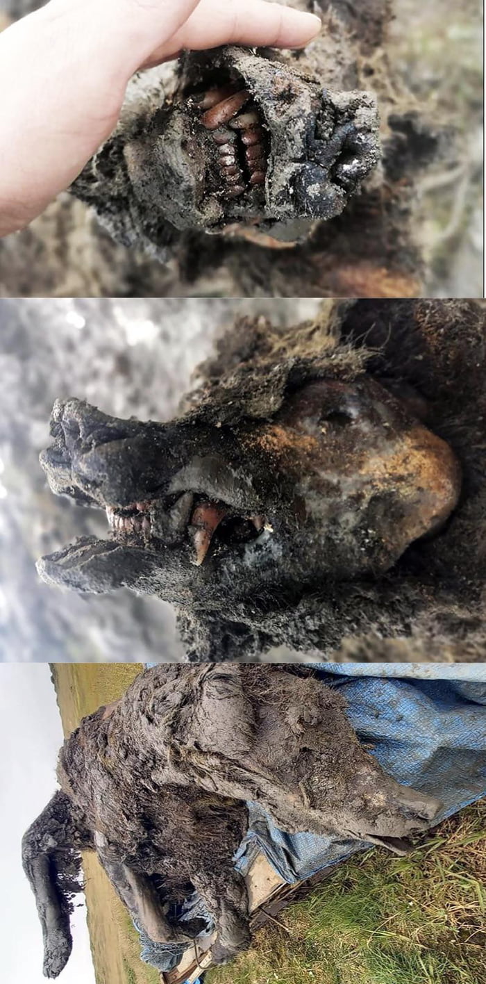 The first ever preserved adult cave bear has been unearthed in Yakutia ...