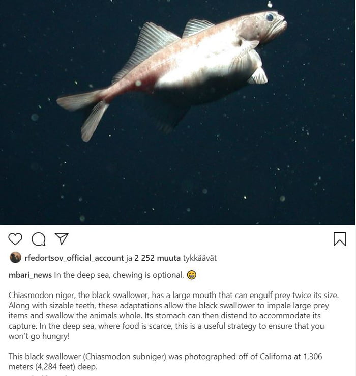 The Black Swallower Fish