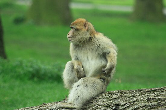 This monkey scratching his nuts and then sniffing his fingers - 9GAG