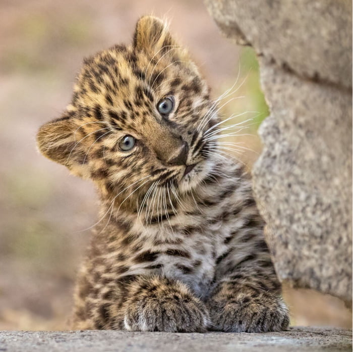 When a leopard cub is more photogenic than you. - 9GAG