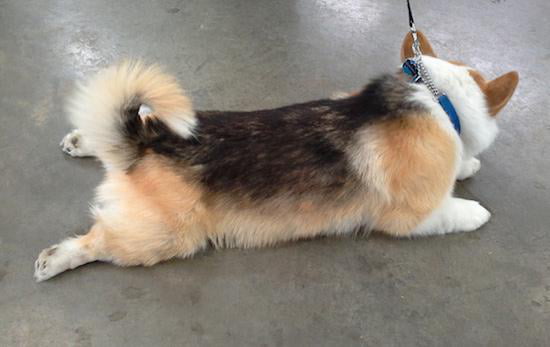 The rare Corgi tail sploot! - 9GAG
