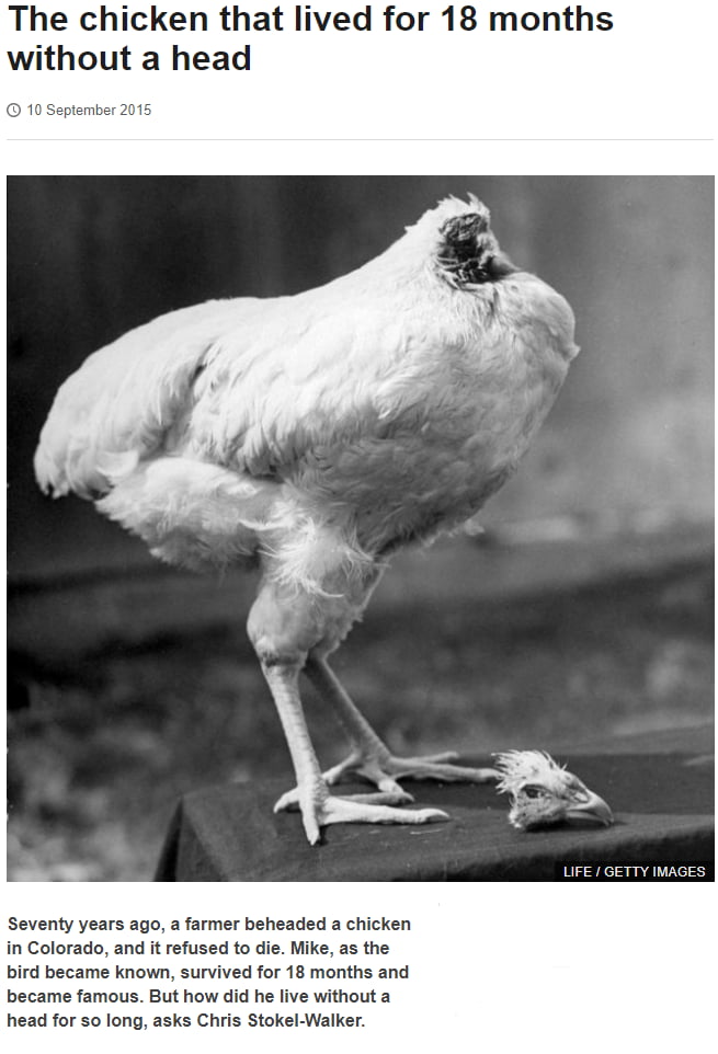 Miracle Mike the Headless Chicken - 9GAG