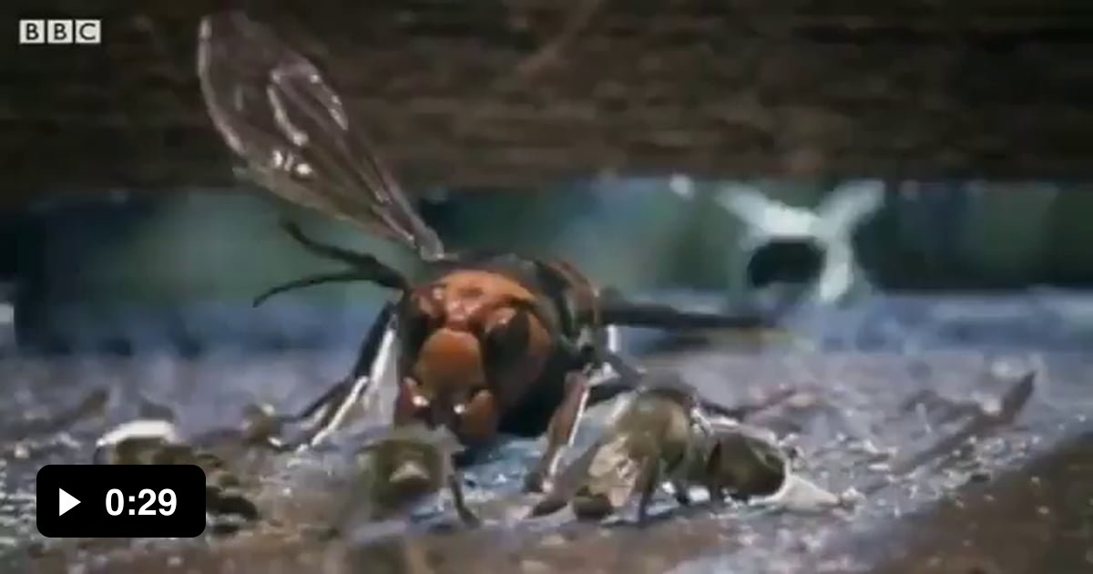 Brought to you by the Bee Bee Cee. - 9GAG