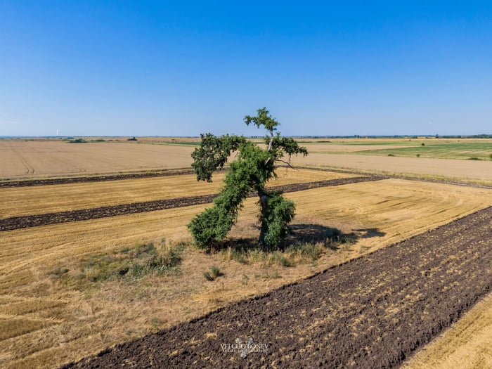 There is an Ent in Bulgaria known as 'The Running Tree' (photo credit ...