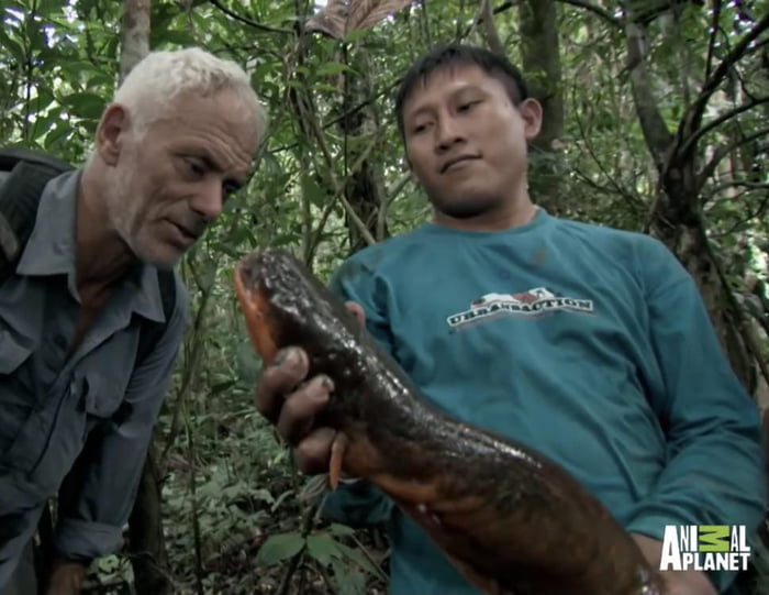 The Matis tribe of the Amazon can hold a shocking electric eel without ...