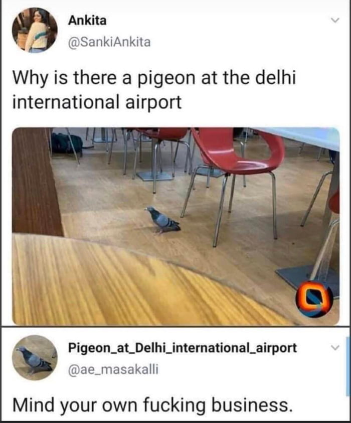 Maddest of lads pigeon - 9GAG