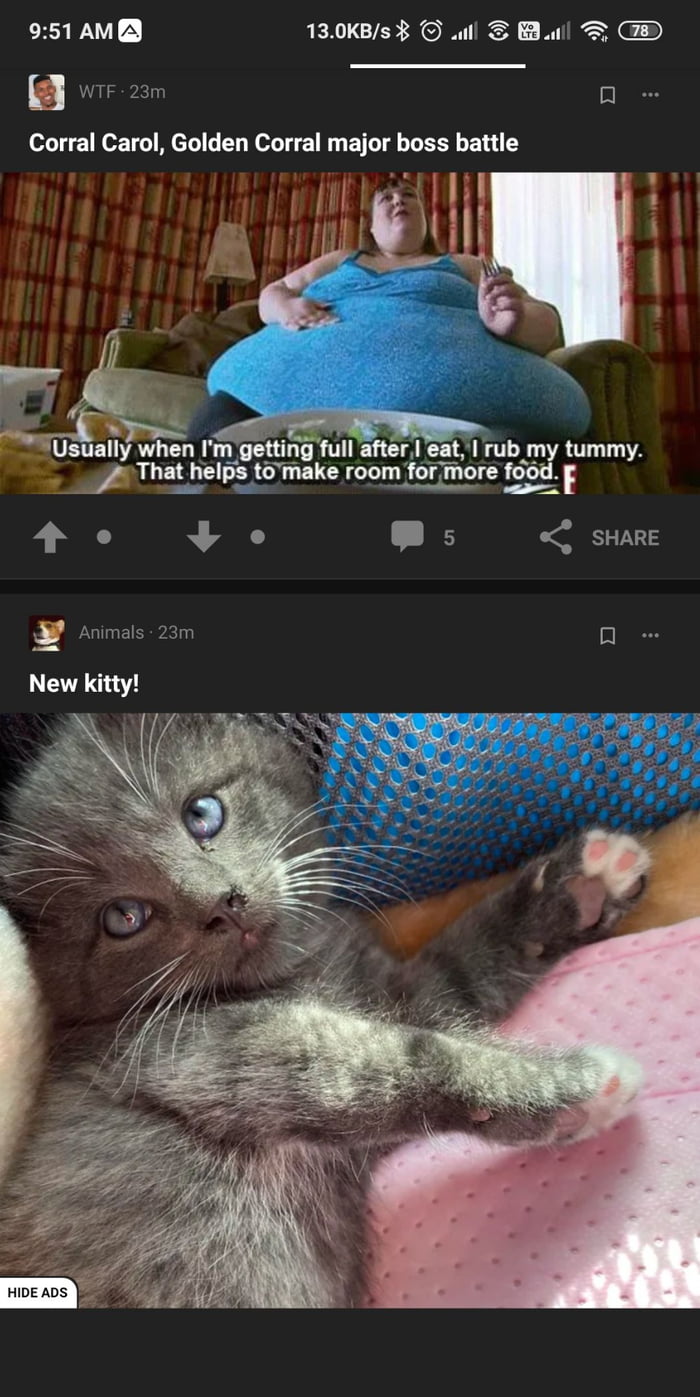 That poor cat - 9GAG