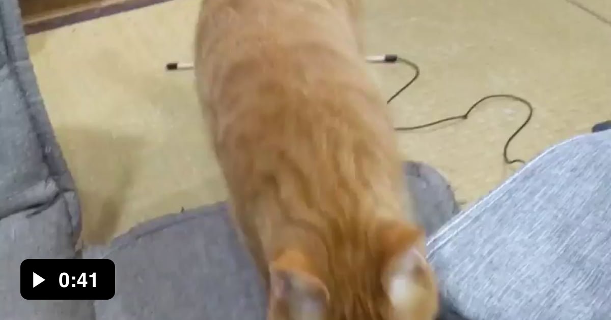 Ginger Cat Asking to Play Fetch - 9GAG