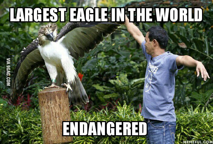 "HARIBON" Haring Ibon or King Eagle. Philippine Monkey eating eagle. - 9GAG