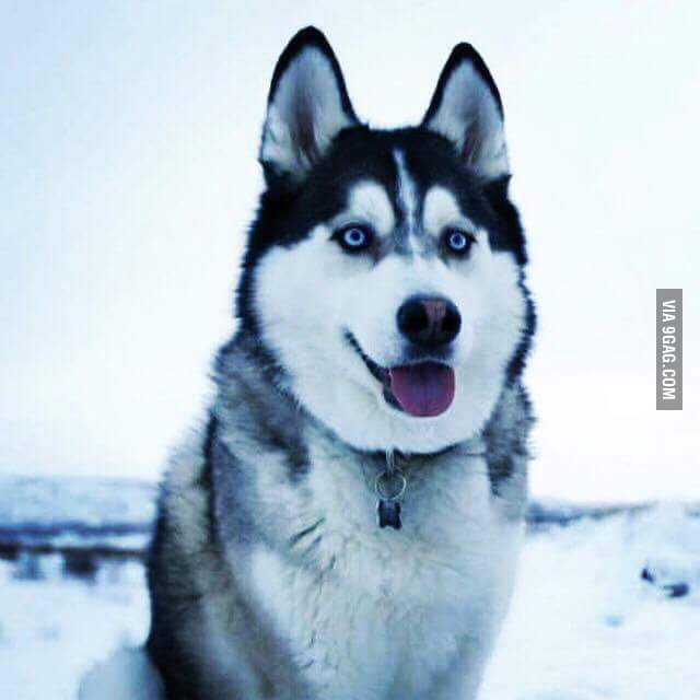 Our Husky in his natural habitat - 9GAG