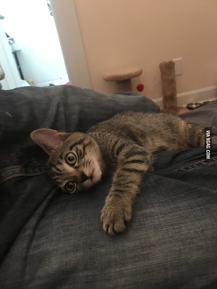 My kitten constantly looks like she's having an existential crisis. - 9GAG