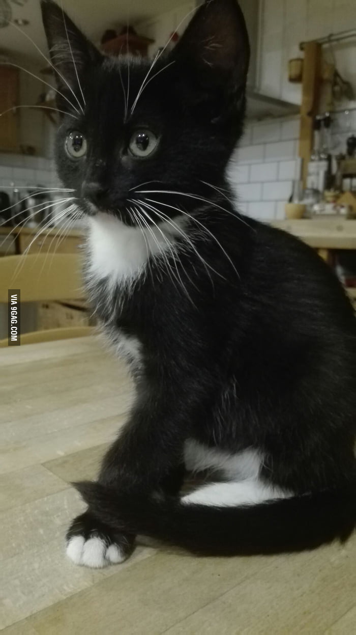 Recieved this cute little fluffball today. Any ideas for his name? - 9GAG