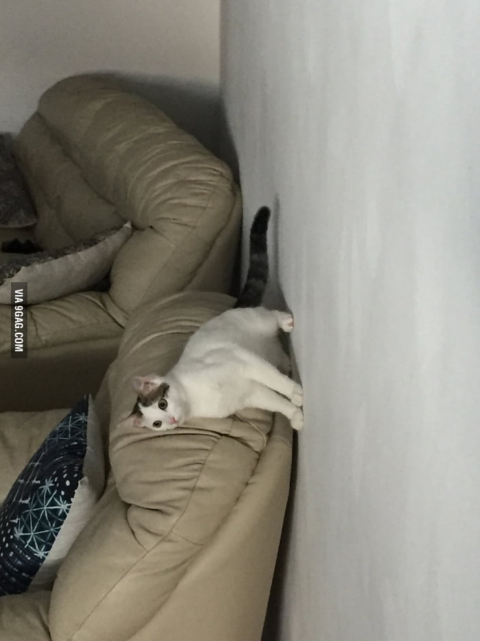 My strange cate.. - 9GAG