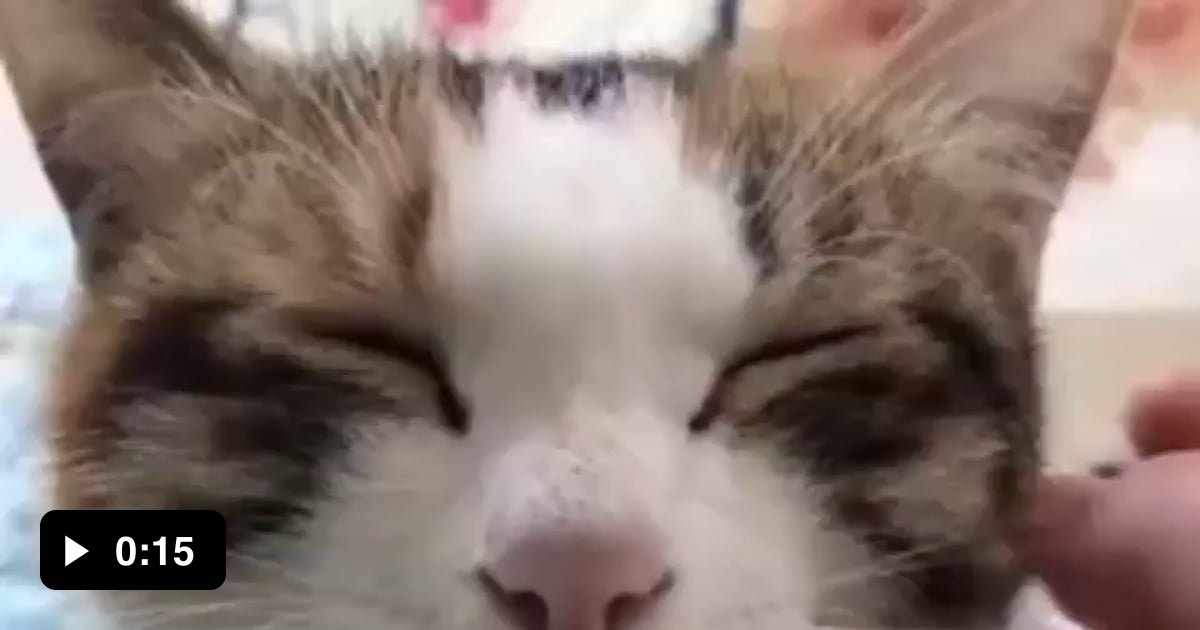Have you tried rebooting your cat? - 9GAG