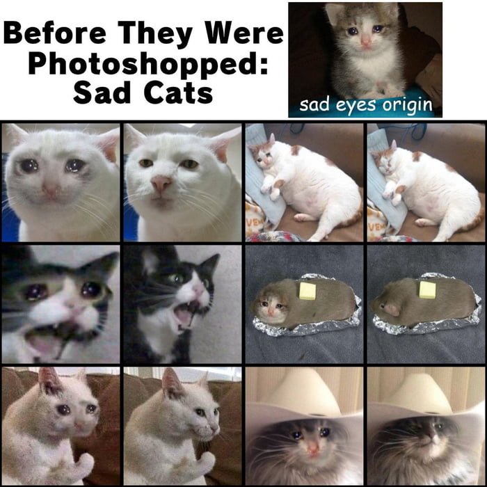 Famous meme cats before and after they were photoshopped - 9GAG