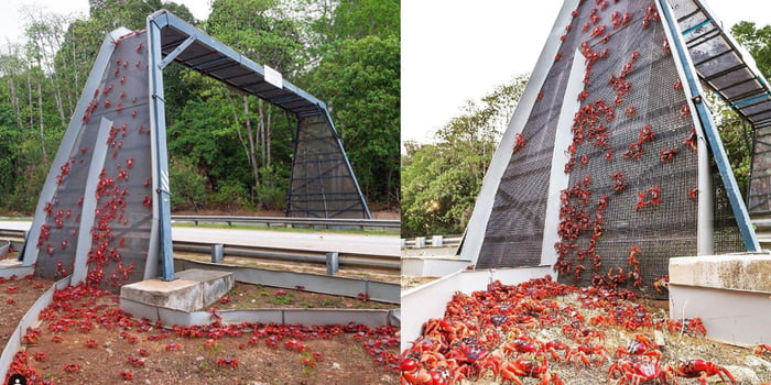 Australian crab bridge built for migration season - 9GAG
