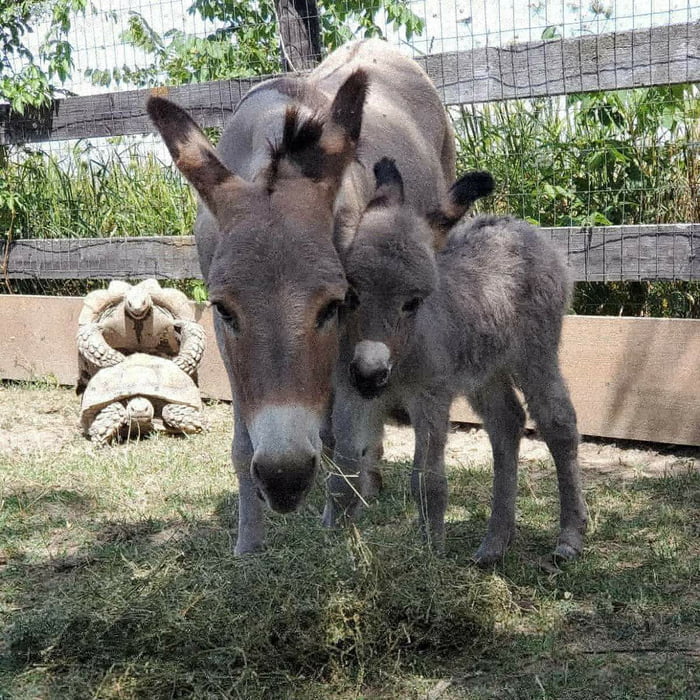 Day old new born Donkey - 9GAG