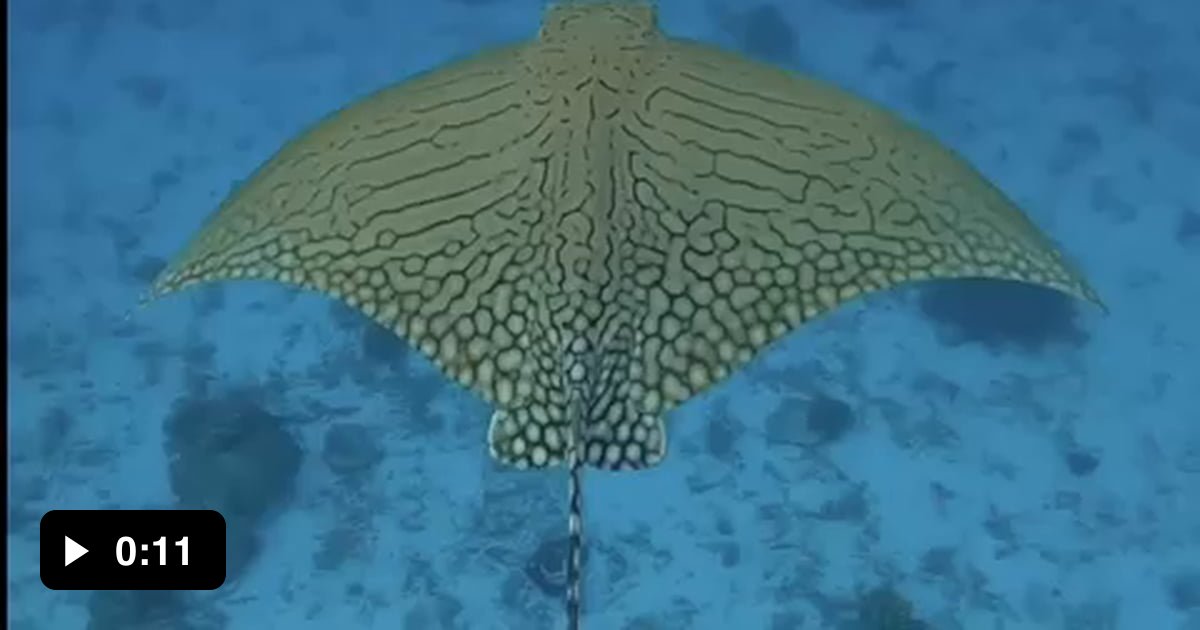 The rare Ornate Eagle Ray, I could just watch this all day. - 9GAG