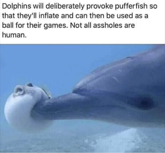 Dolphins are nice. NOT - 9GAG