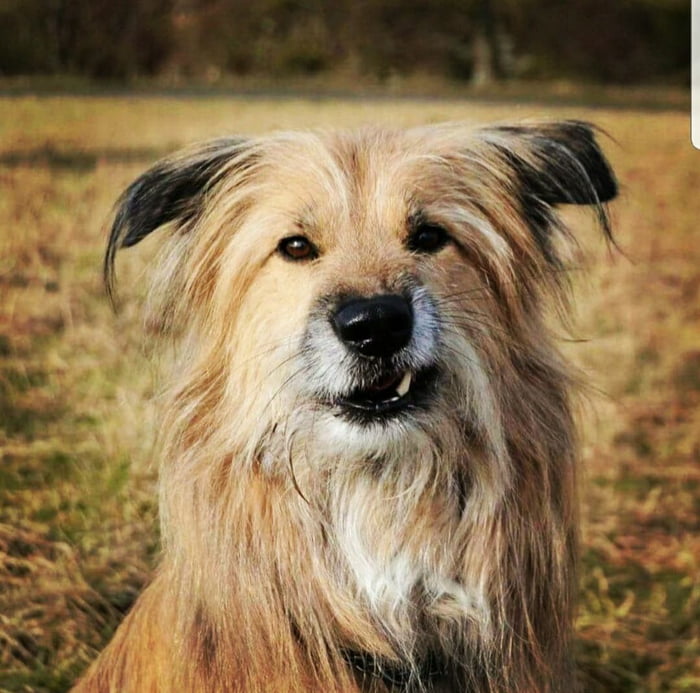 My dog is my spirit animal - 9GAG