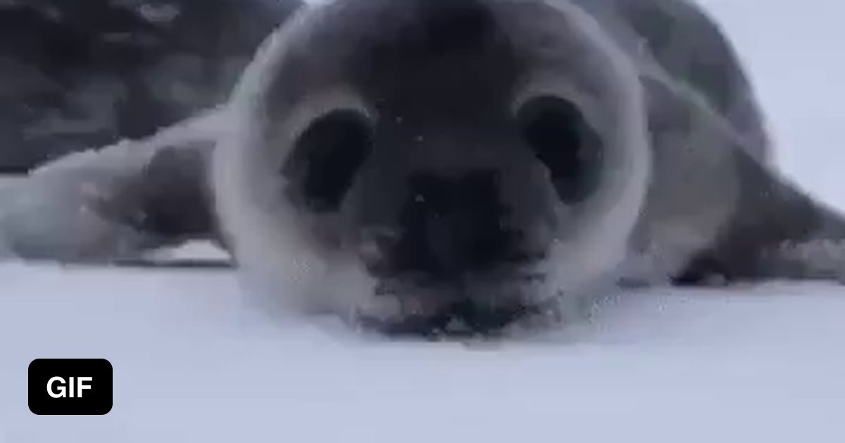 Baby seal gets first boop ever - 9GAG