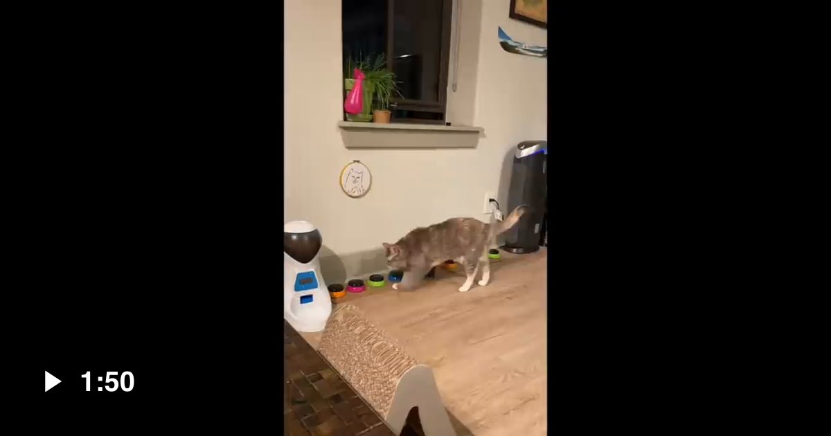 This Cat learning how to speak! - 9GAG