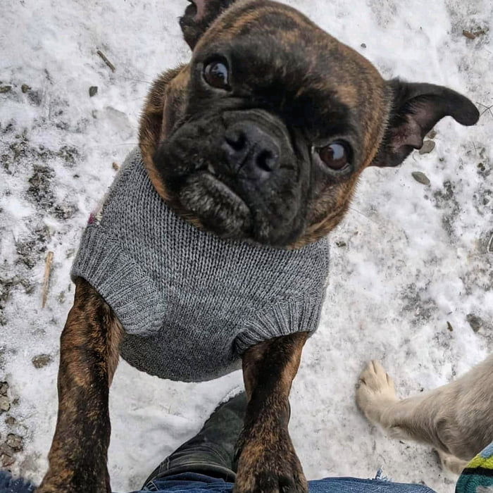 Bug (Boston/pug) Derp from Ontario - 9GAG