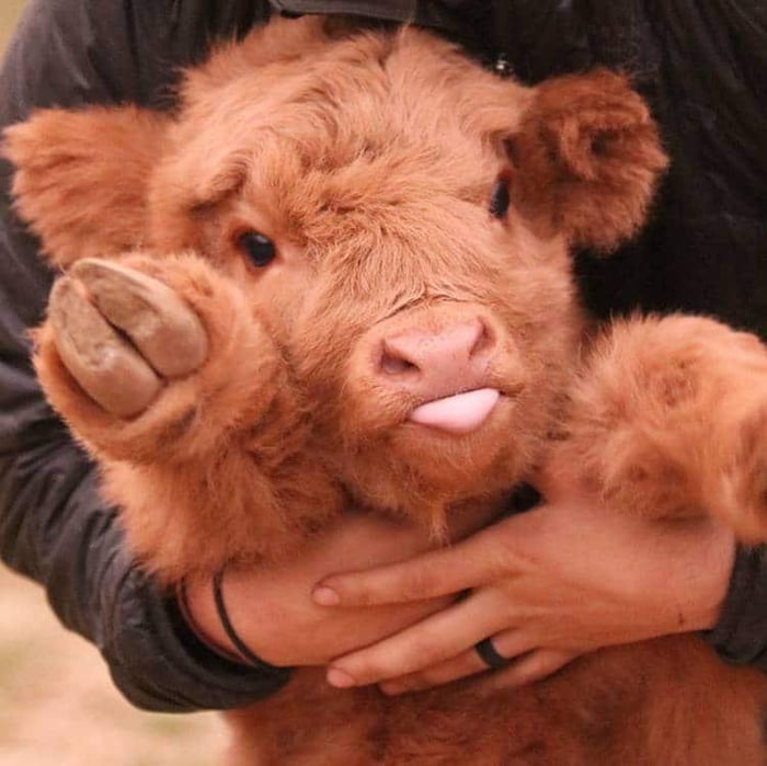 A fuzzy baby cow to brighten your day - 9GAG