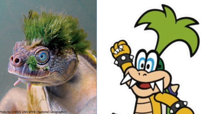 Iggy Koopa is real - 9GAG