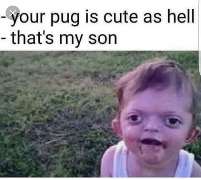 Damn that's a nice dog. - 9GAG