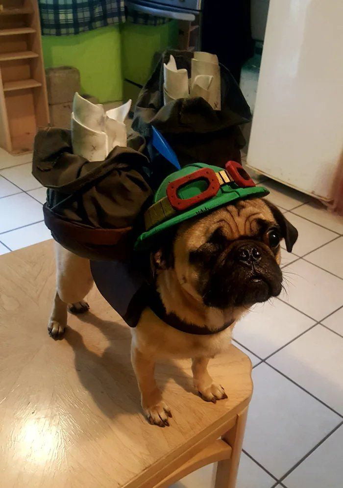 Teemo from league of legends (my doggo) - 9GAG