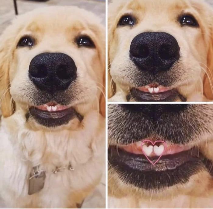 A floofer with some purfect toothers - 9GAG