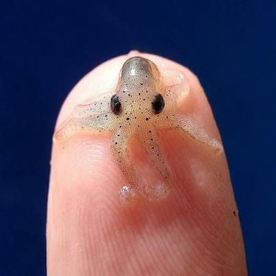 Octopus Wolfi, the smallest octopus species in the earth, is smaller ...