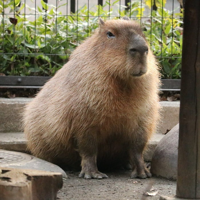 Your daily dose of capybara - 9GAG