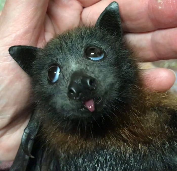 Baby Bat Tiny Derp - 9GAG