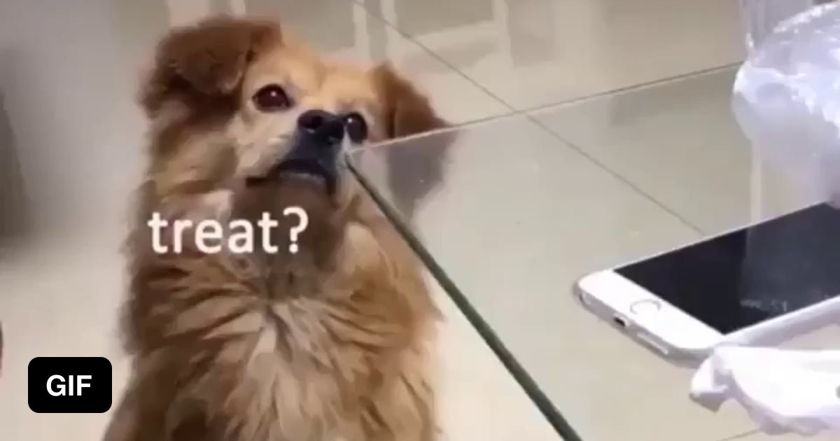 Dog Physics - 9GAG