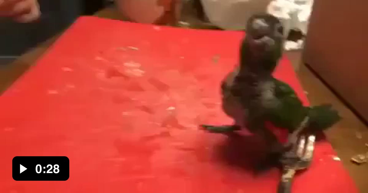 Half Life Bird - 9GAG