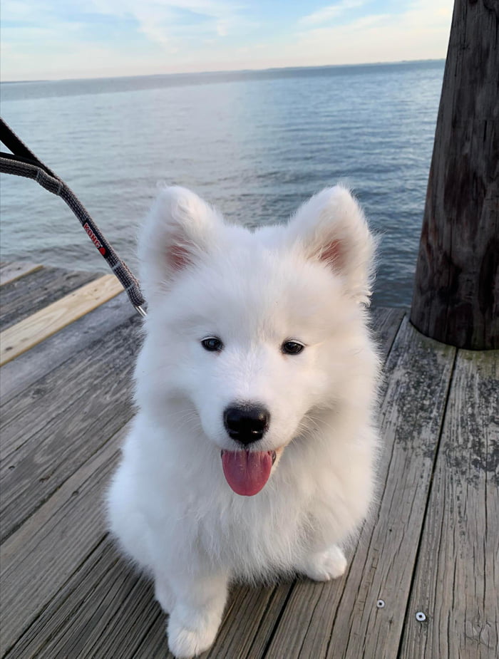 Floofy white cloud - 9GAG