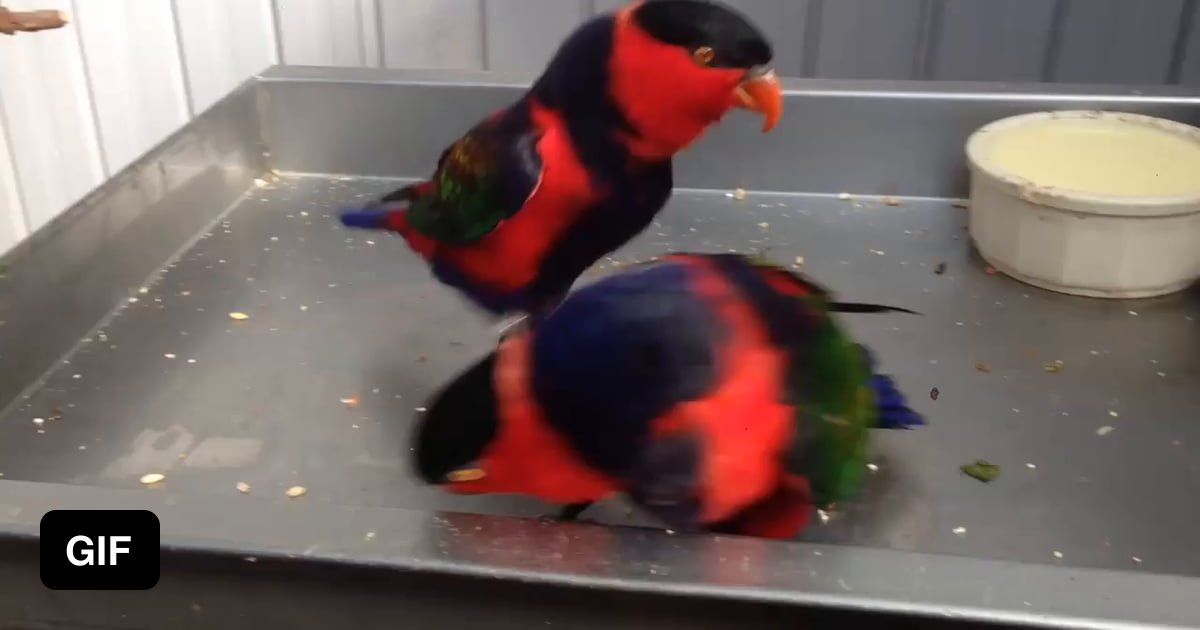 Dancing birds - 9GAG