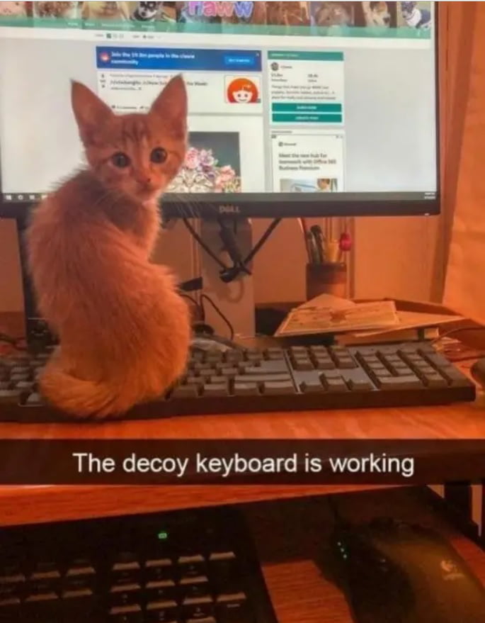 Not today Mr. Cato! - 9GAG