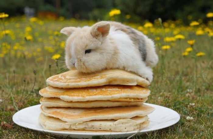 To make your day better, here’s a bunny on pancakes - 9GAG