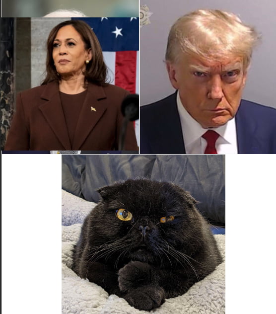 Vote angry adorable black cat. Your other choices are Madam UPS Driver ...